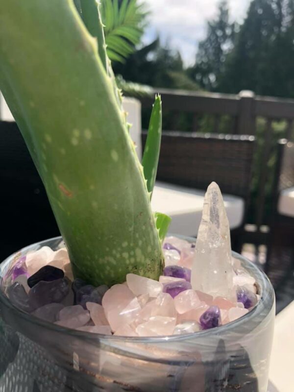 Beautiful Reiki healing plant | Love Holds Everything