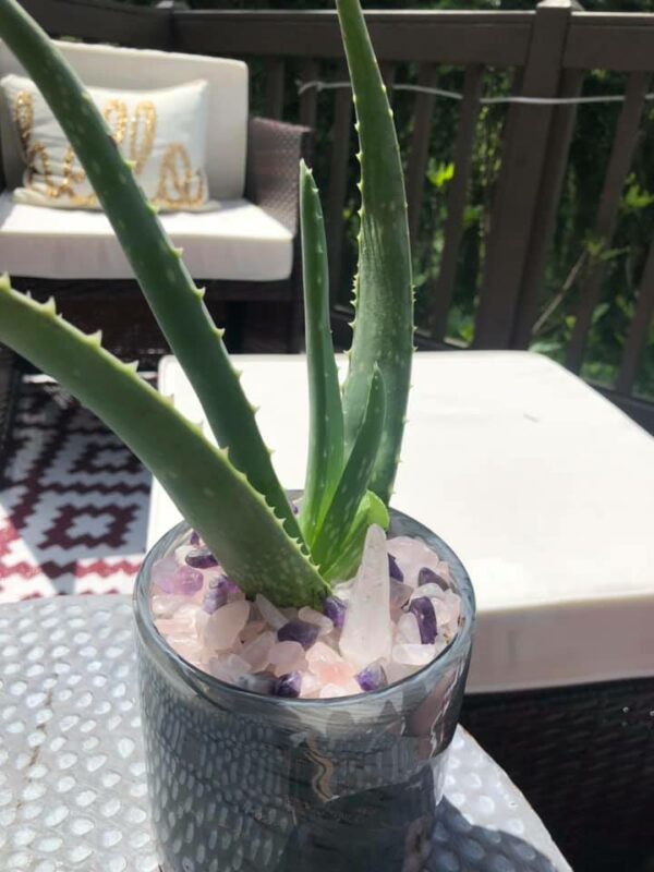 Beautiful Reiki healing plant | Love Holds Everything